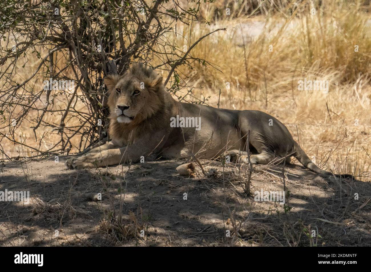 A male lion finds refuge from the heat of the african dry season in the ...