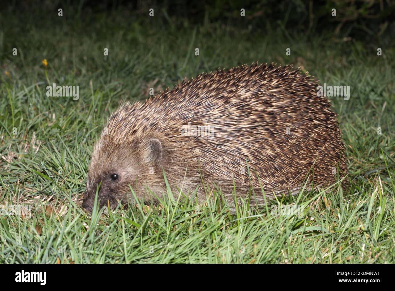 Hedgehog in the garden at night Stock Photo - Alamy