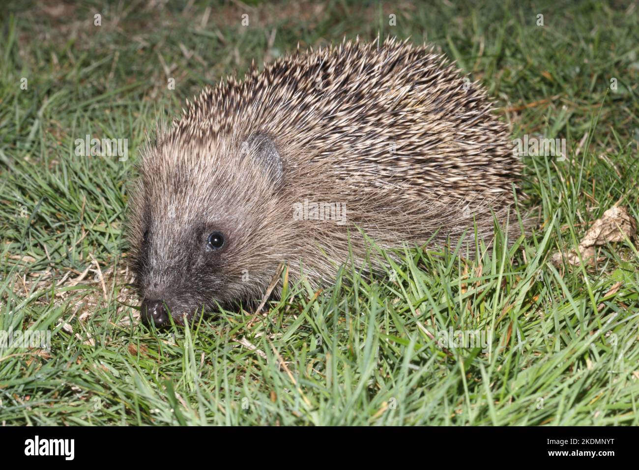 Hedgehog in the garden at night Stock Photo - Alamy