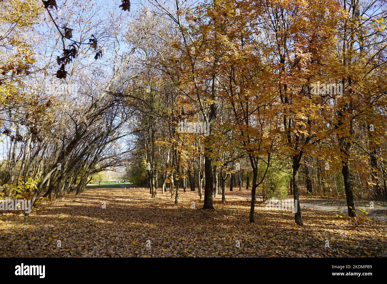 Shades in nature hi-res stock photography and images - Alamy
