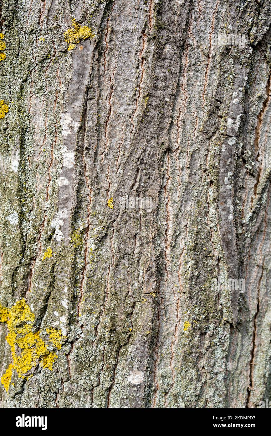 Relief texture of the brown bark of a tree close-up Stock Photo - Alamy