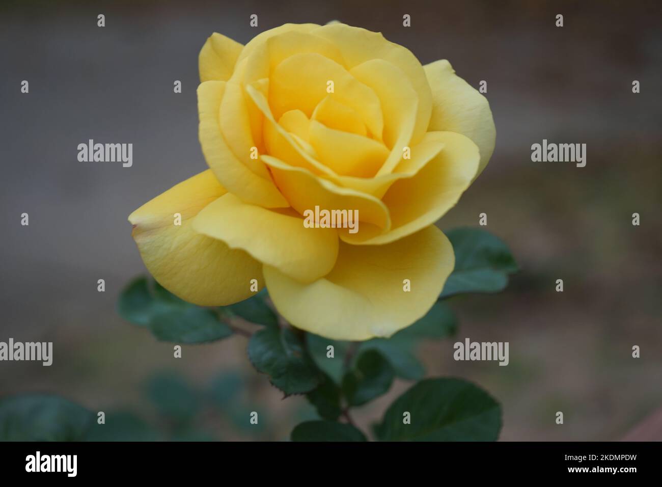 Rose tongue hi-res stock photography and images - Alamy