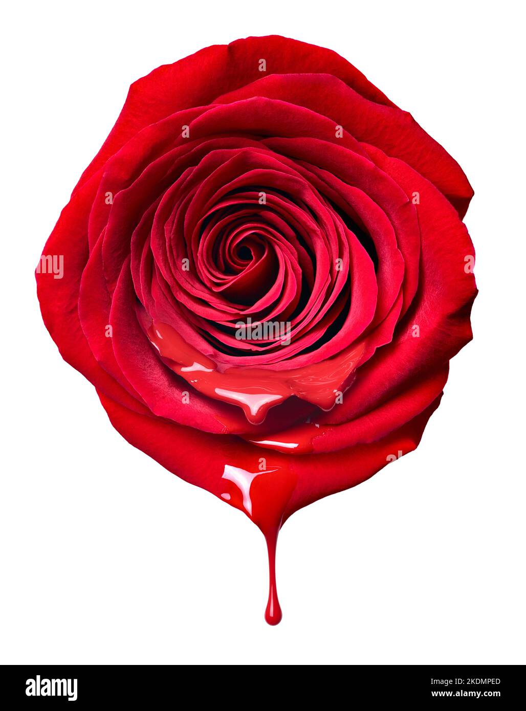 flower rose petal blossom red nature beautiful background Stock Photo ...