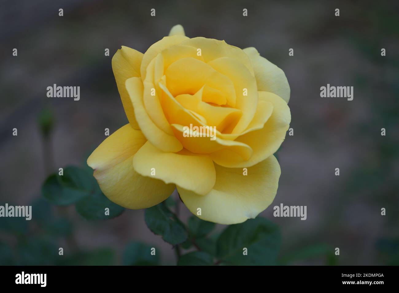 Tenderness yellow hi-res stock photography and images - Alamy