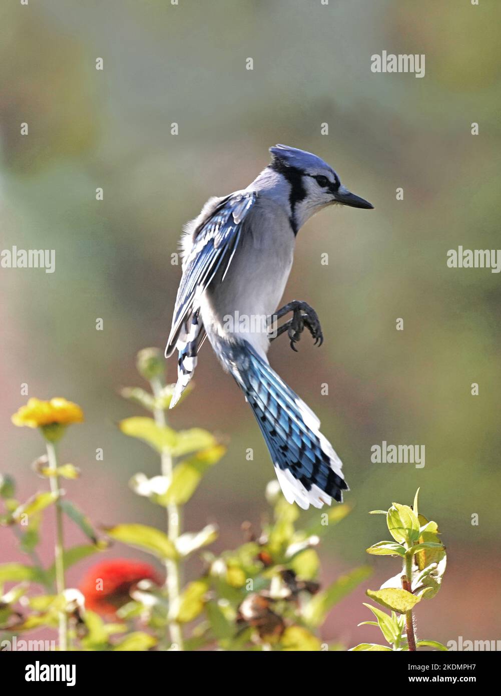 Blue Jay in flight in landing approach position in Michigan Stock Photo ...