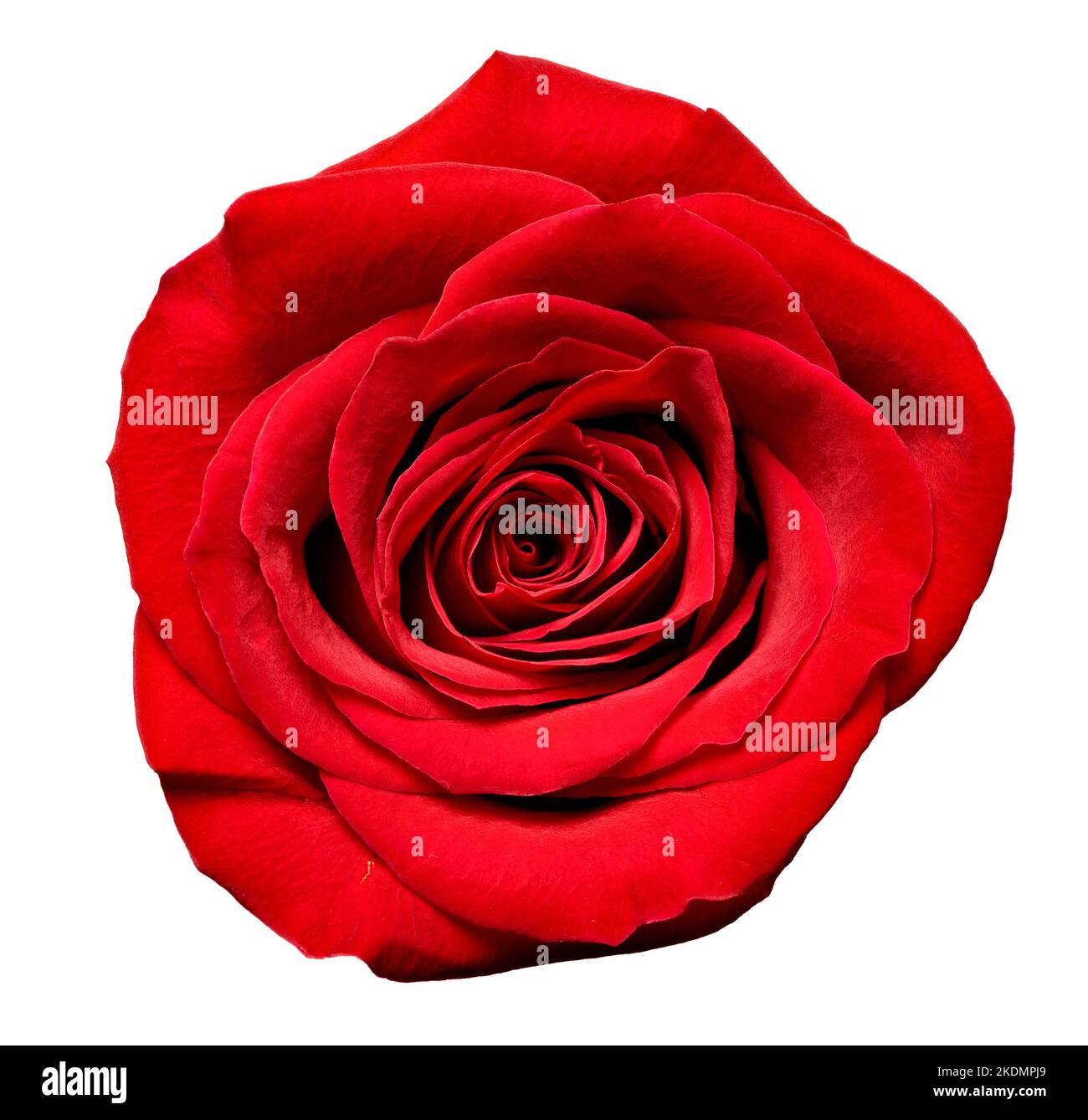 flower rose petal blossom red nature beautiful background Stock Photo ...