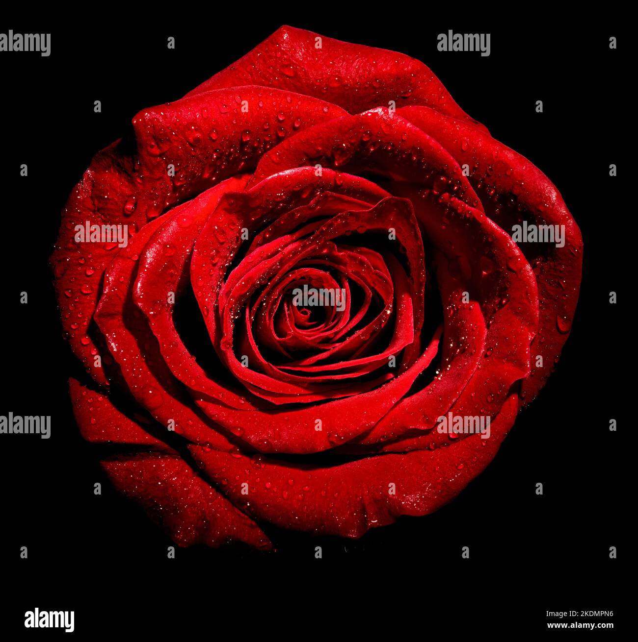 flower rose petal blossom red nature beautiful background Stock Photo ...