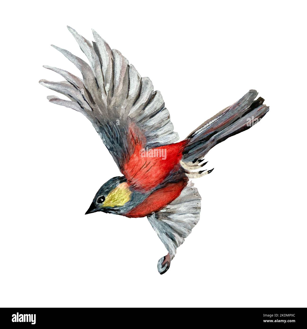 Cute garden bird Cut Out Stock Images & Pictures - Alamy