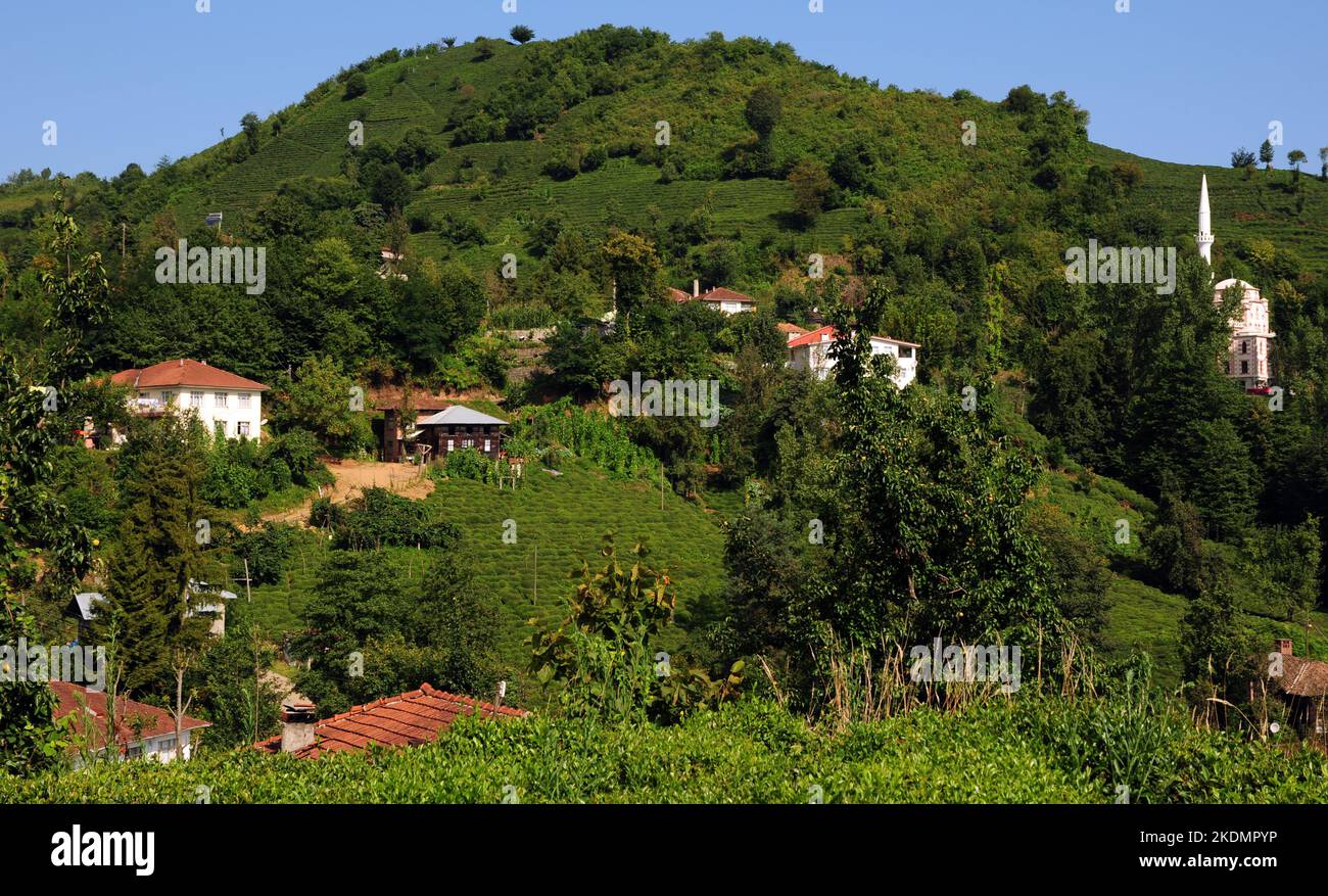Rize cay hi-res stock photography and images - Alamy