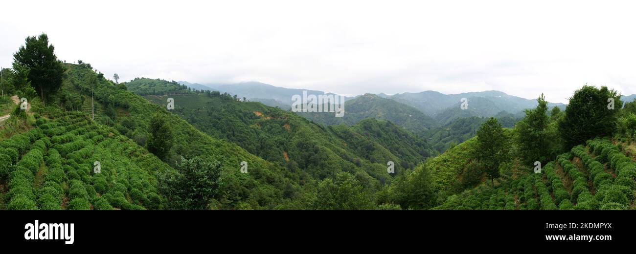 Rize cay hi-res stock photography and images - Alamy