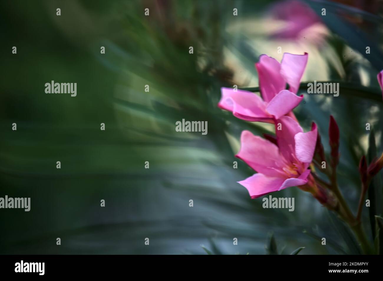 Oleander branch in bloom seen up close Stock Photo - Alamy