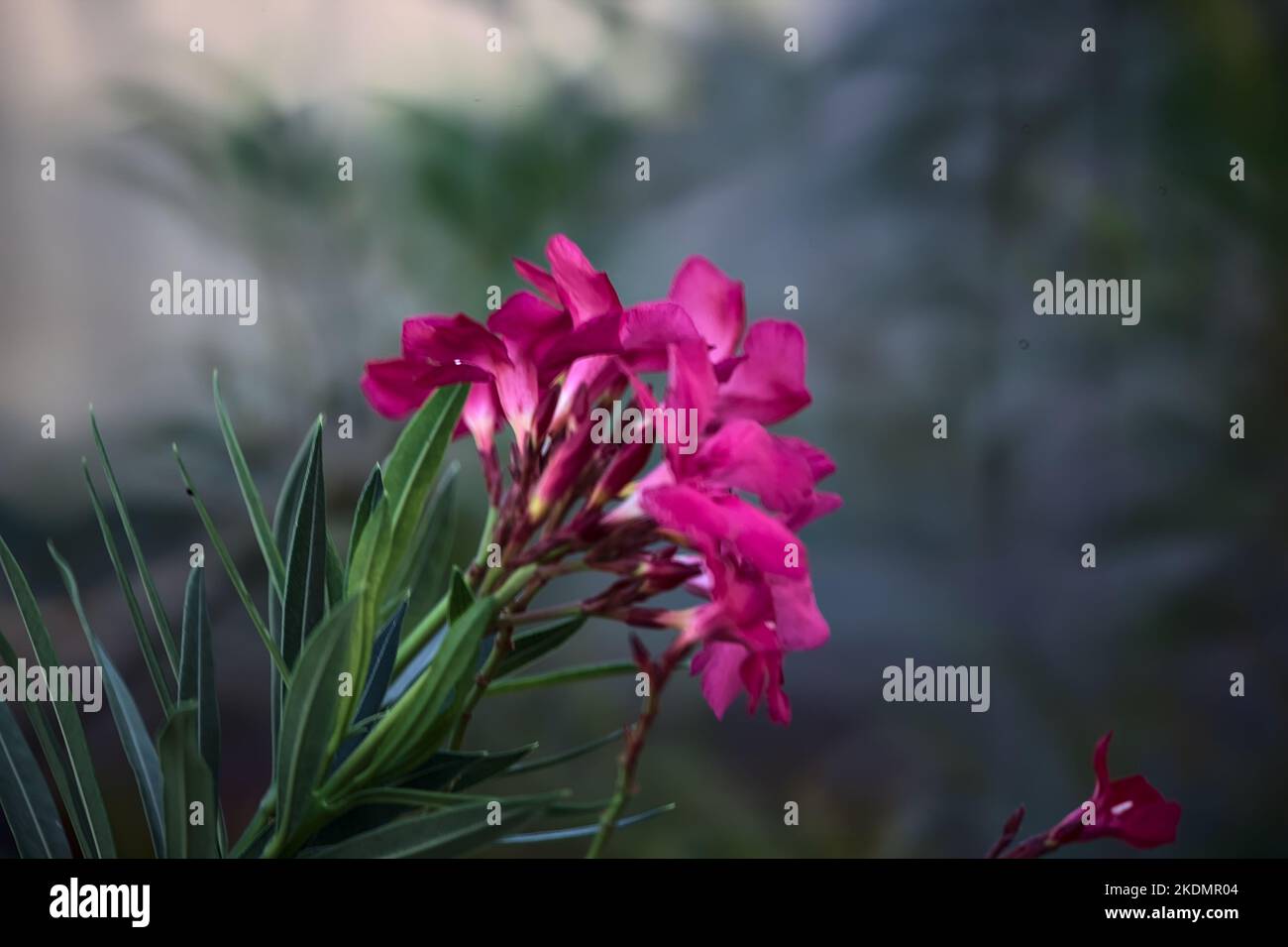 Oleander branch in bloom seen up close Stock Photo - Alamy