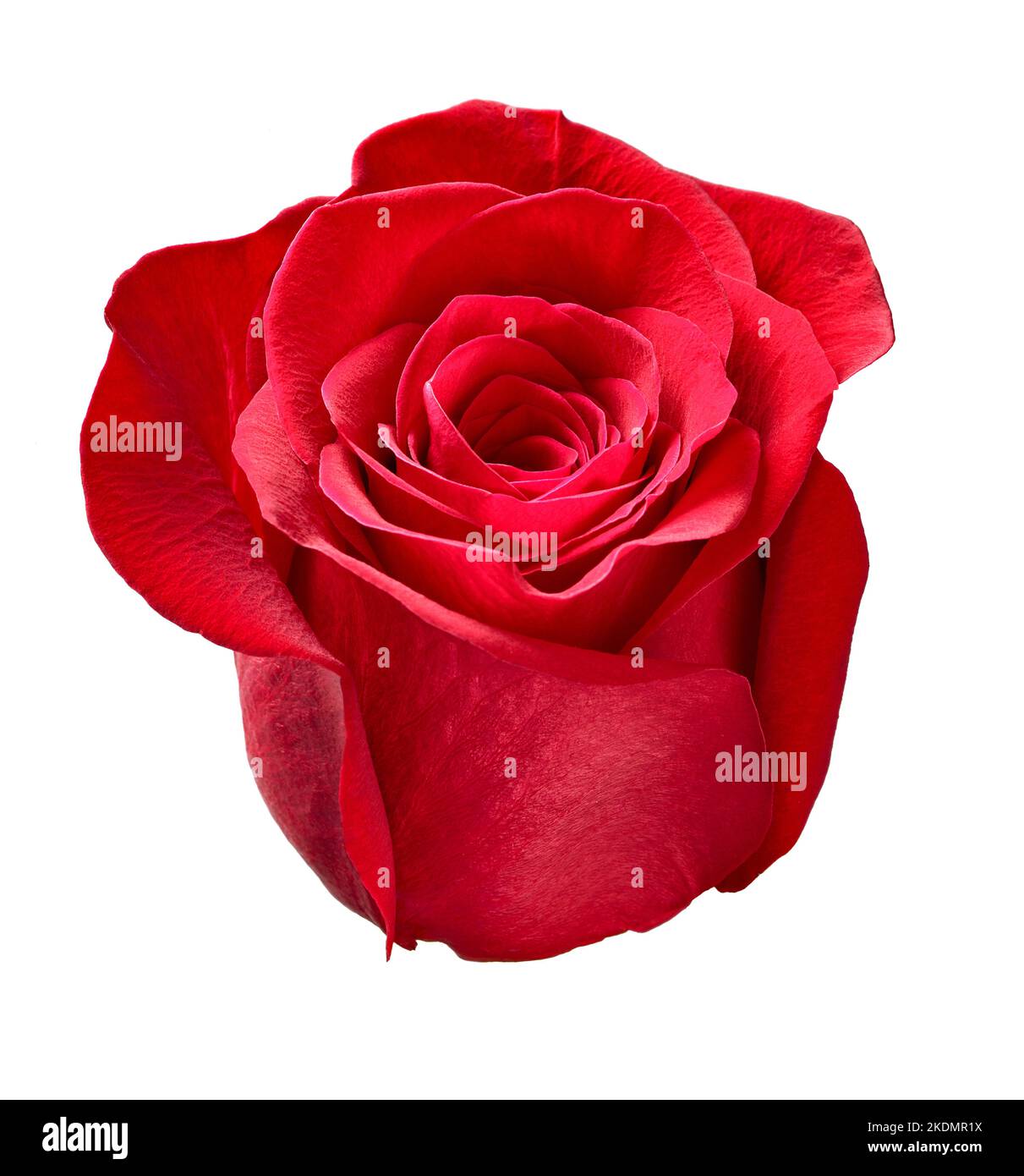 flower rose petal blossom red nature beautiful background Stock Photo ...