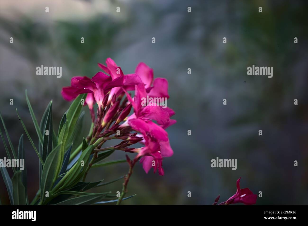 Oleander branch in bloom seen up close Stock Photo - Alamy