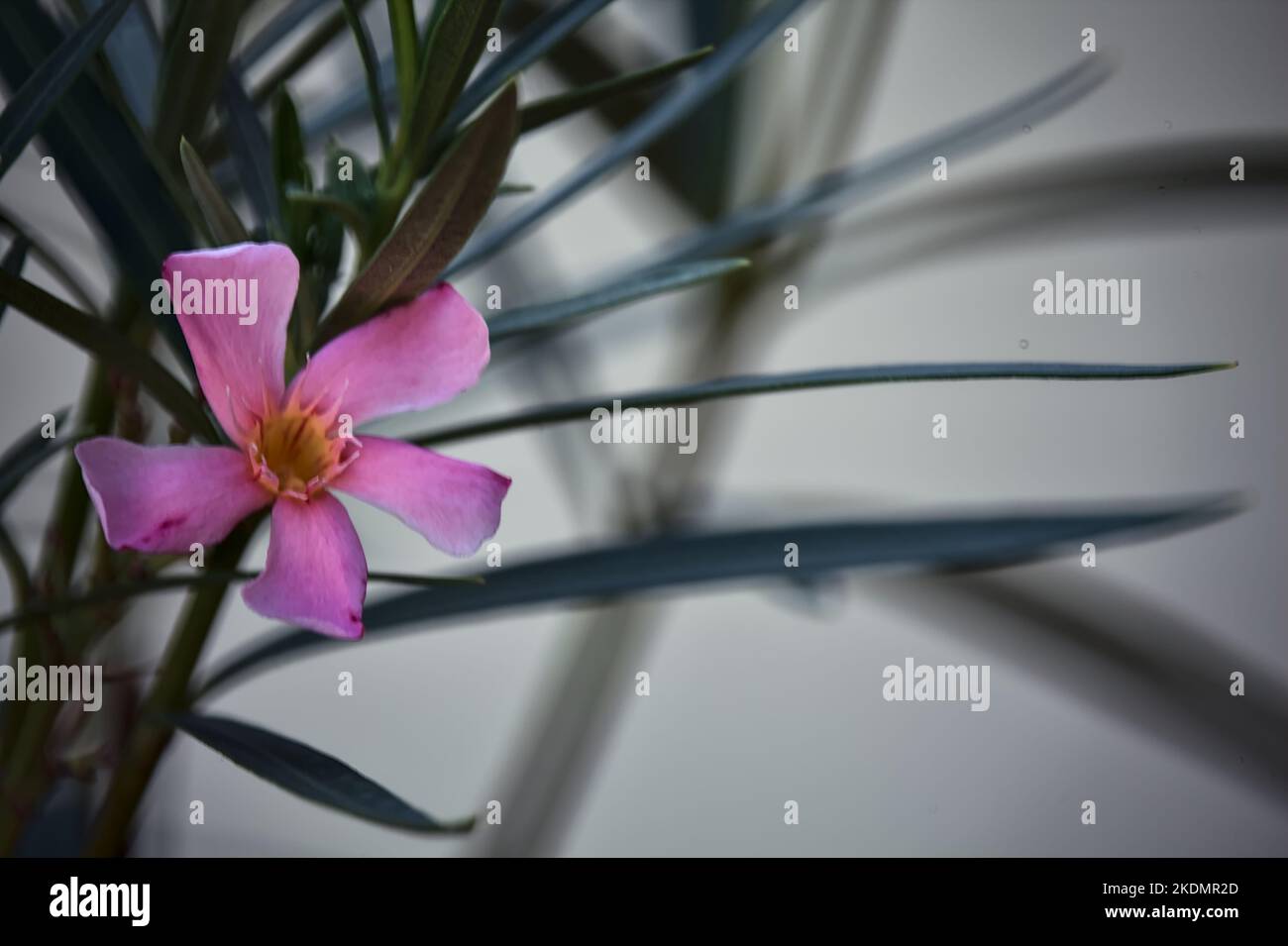 Oleander branch in bloom seen up close Stock Photo - Alamy