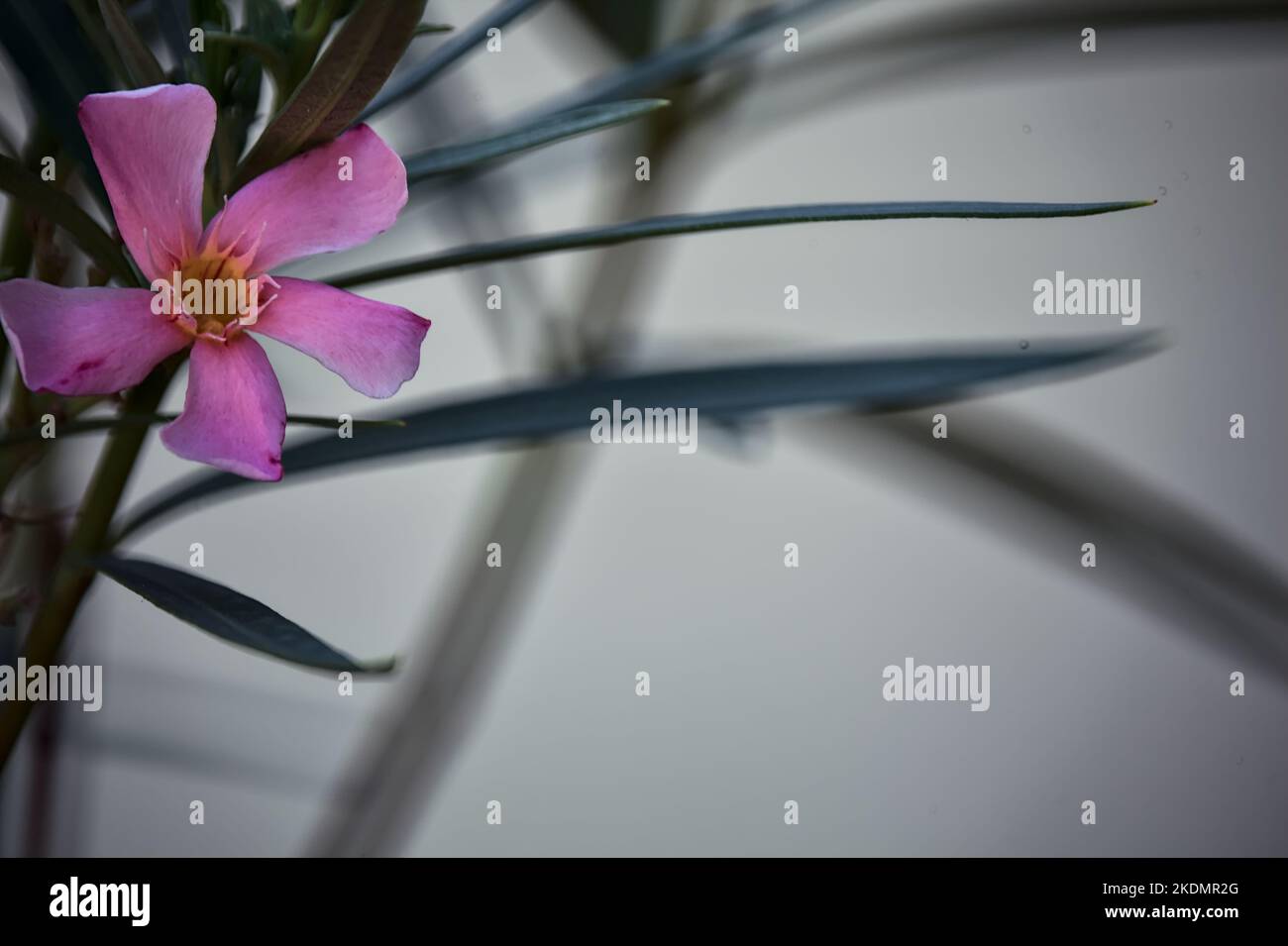 Oleander branch in bloom seen up close Stock Photo - Alamy