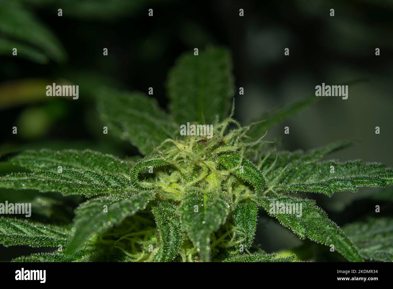 Indoor growing of MOB variety of marijuana flower with dark green ...