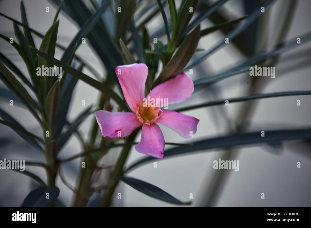 Oleander branch in bloom seen up close Stock Photo - Alamy