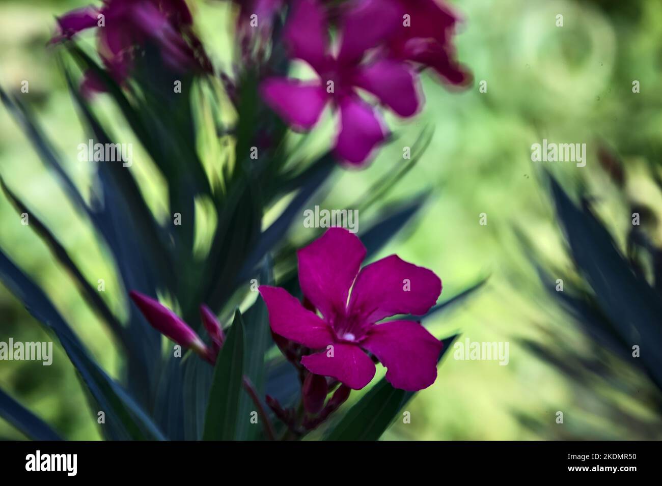 Oleander branch in bloom seen up close Stock Photo - Alamy
