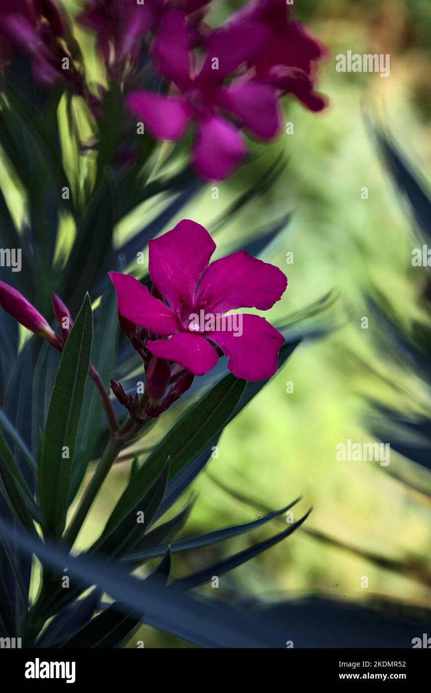 Oleander branch in bloom seen up close Stock Photo - Alamy