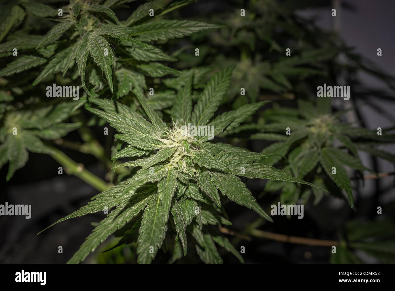 Indoor growing of MOB variety of marijuana flower with dark green ...