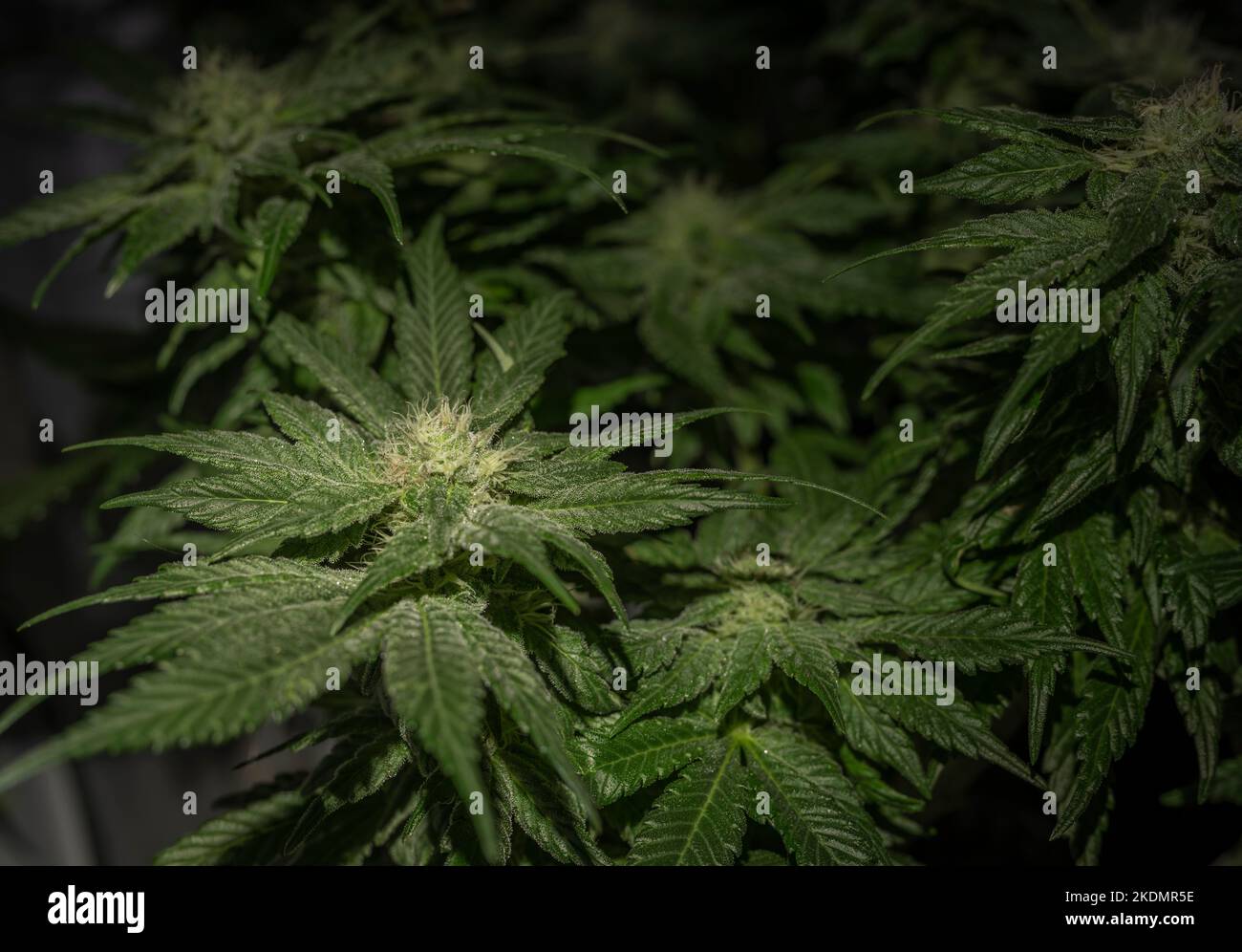 Indoor growing of MOB variety of marijuana flower with dark green ...