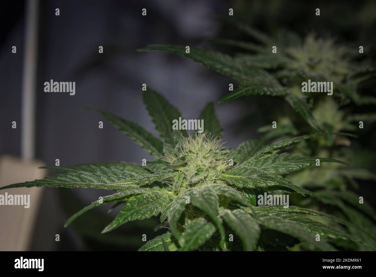 Indoor growing of MOB variety of marijuana flower with dark green ...