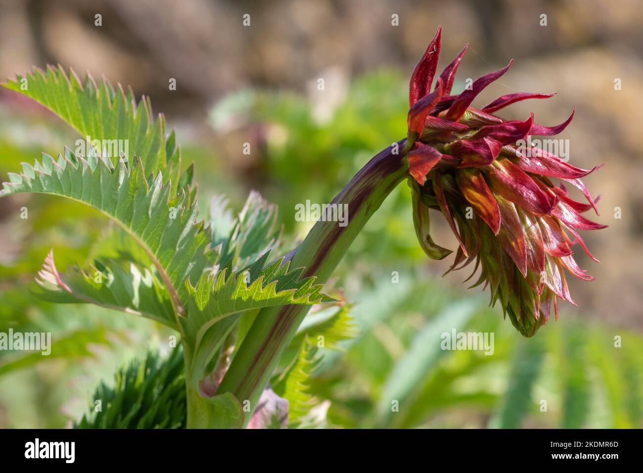 Close up of a giant honey flower (melianthus major) in bloom Stock ...