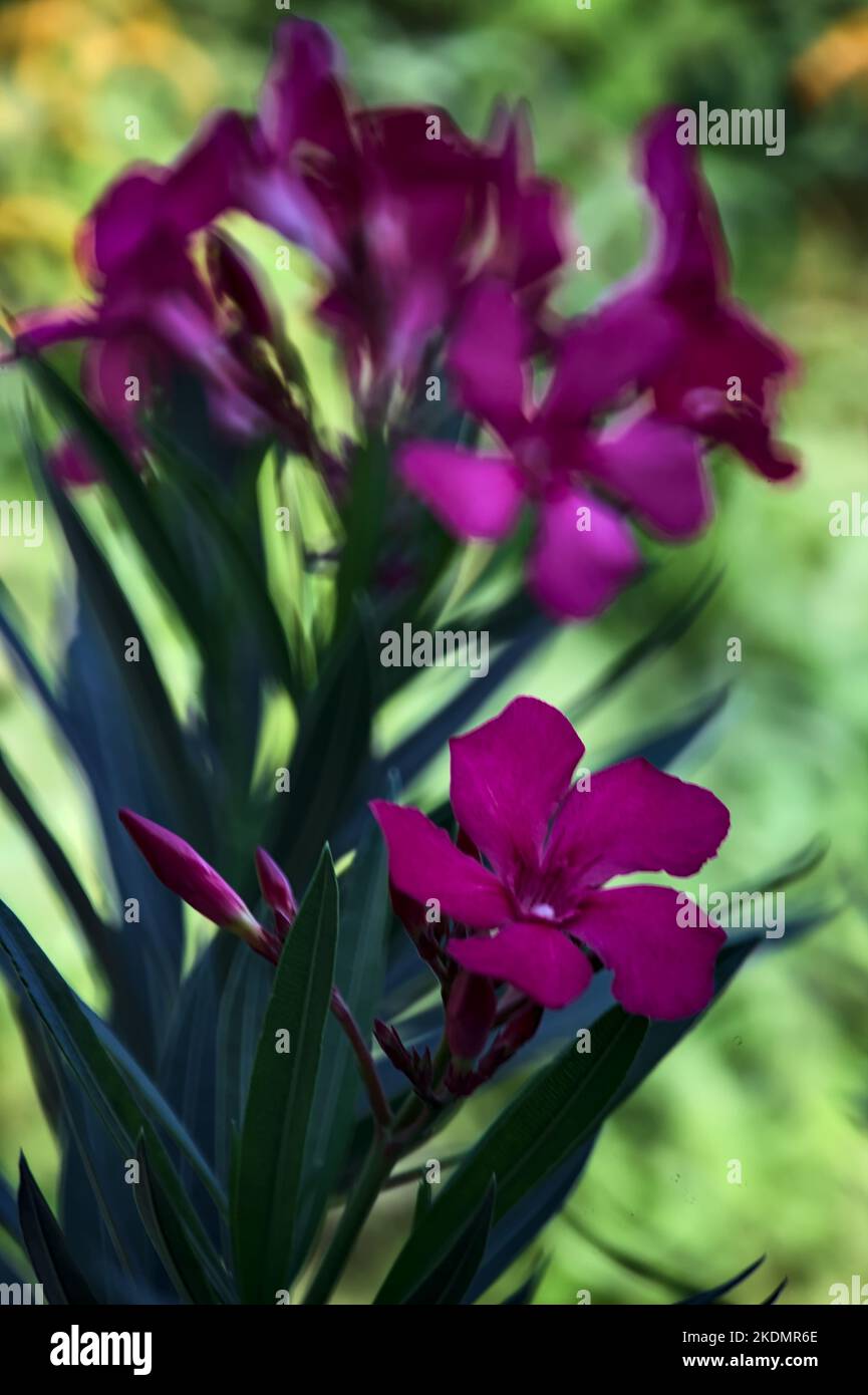 Oleander branch in bloom seen up close Stock Photo - Alamy