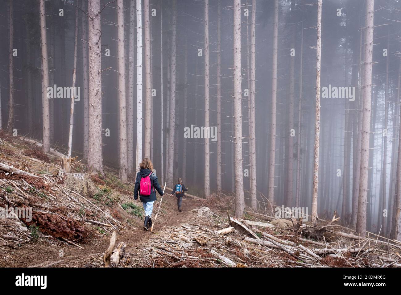 A girl and her brother walking on a trail through a misty forestry area ...