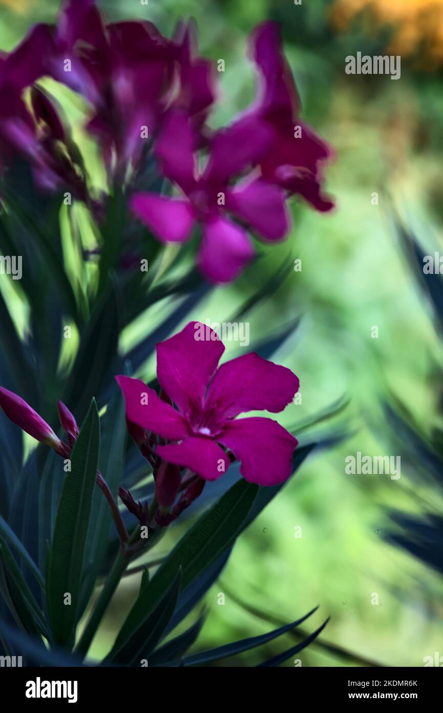 Oleander branch in bloom seen up close Stock Photo - Alamy