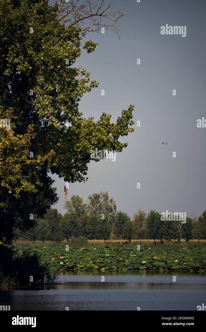 Maple tree by the shore of a lake seen from the distance Stock Photo ...
