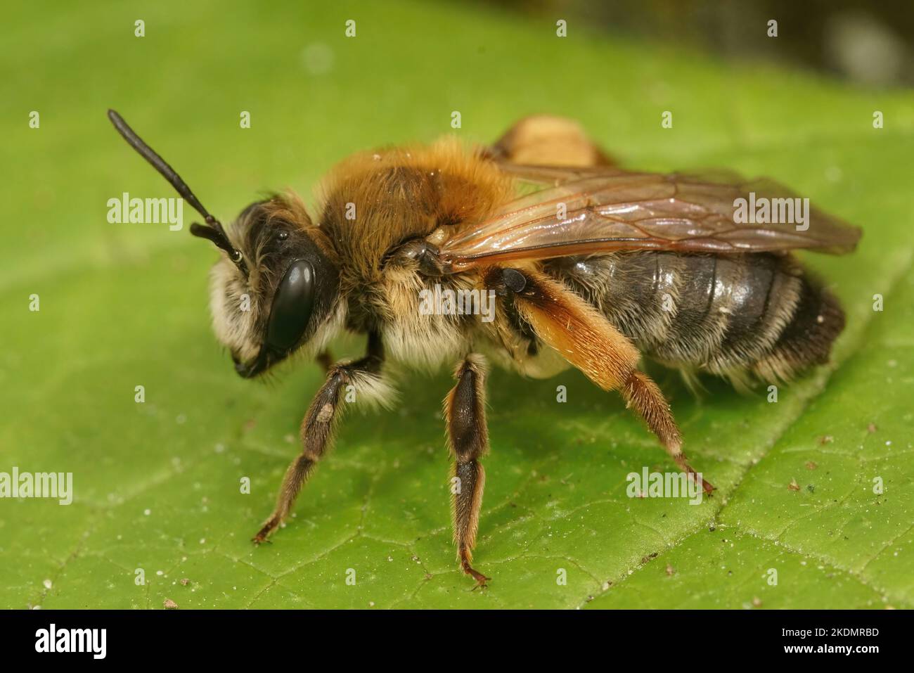 Detailed closeup on a female grey gastered mining bee, Andrena tibialis ...