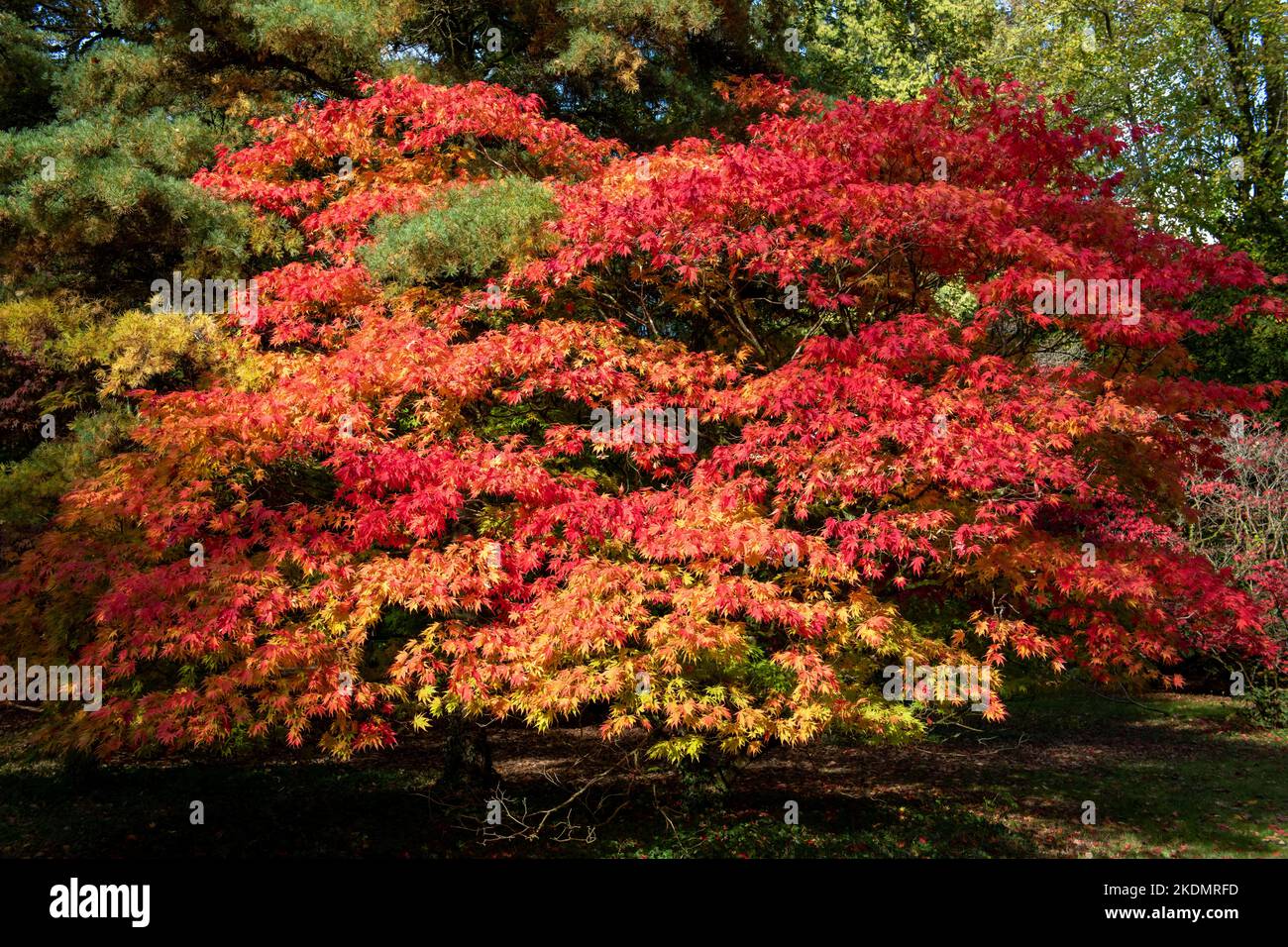 Close up of a Japanese maple (acer japonica) tree with red leaves in ...