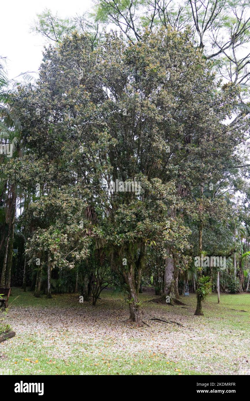 Grumixama fruit hi-res stock photography and images - Alamy