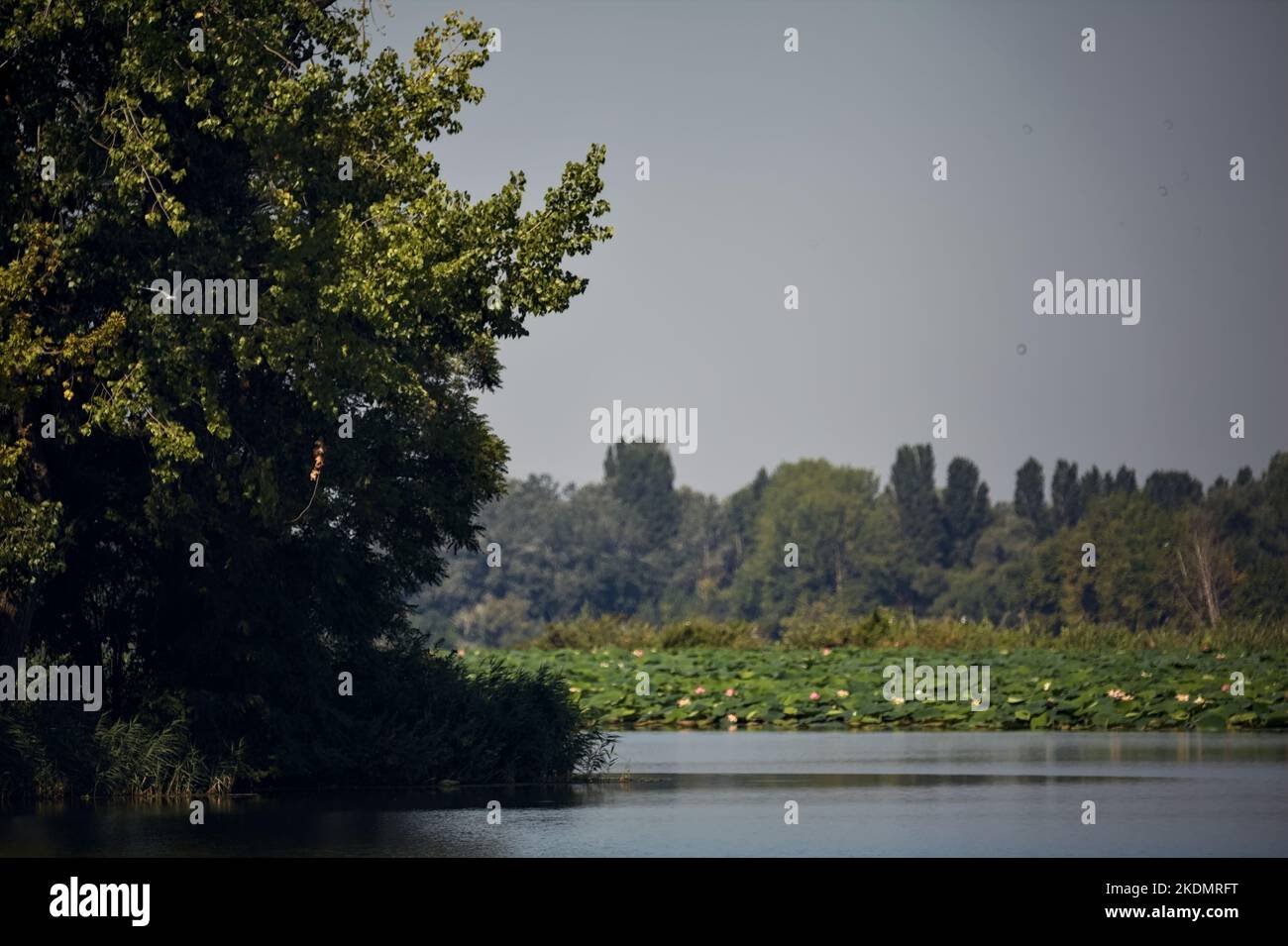 Maple tree by the shore of a lake seen from the distance Stock Photo ...