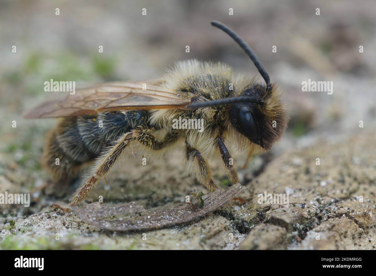 Detailed closeup on a male grey gastered mining bee, Andrena tibialis ...