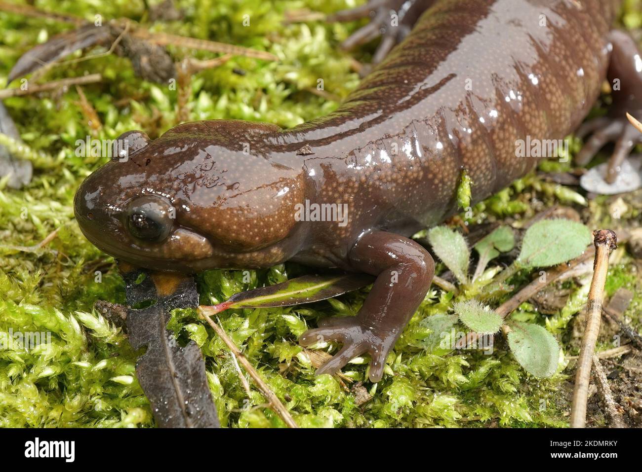 Detailed closeup on a brown Nortwestern mole salamander, Ambystoma ...