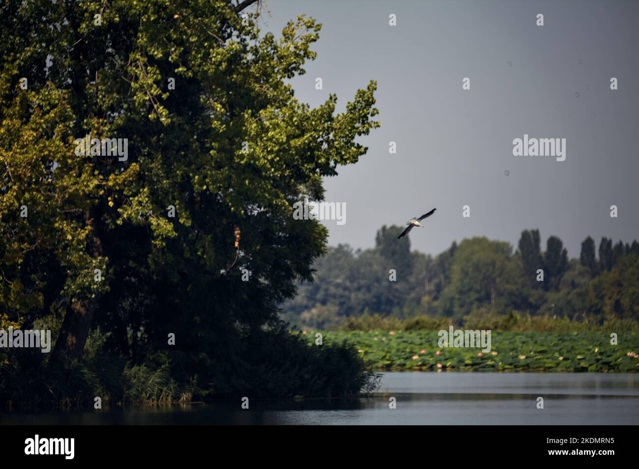 Maple tree by the shore of a lake seen from the distance Stock Photo ...