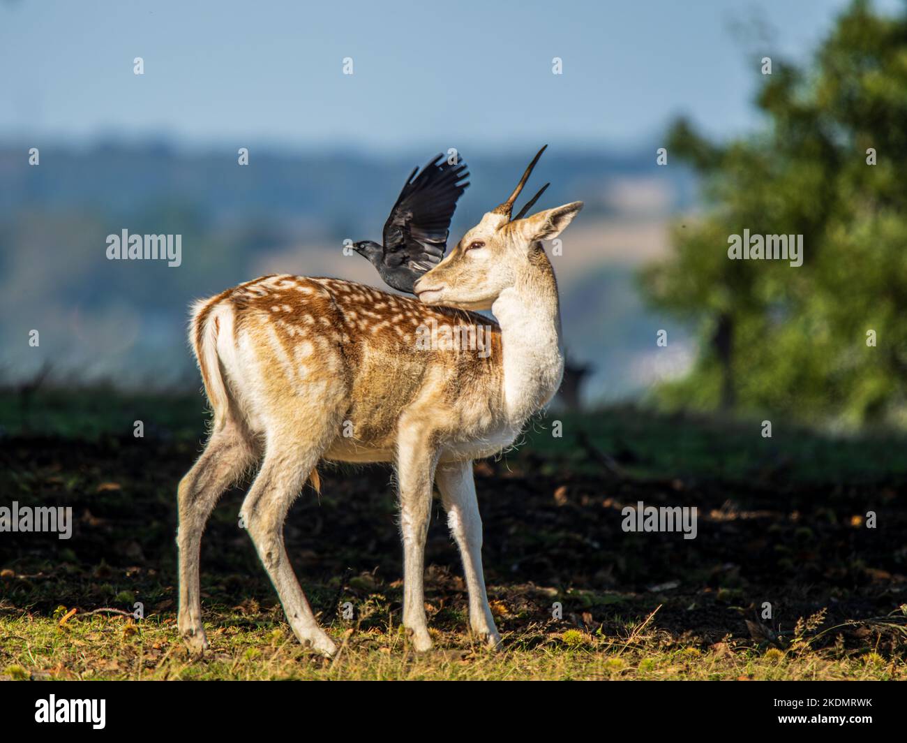 Juvenile buck male fallow deer hi-res stock photography and images - Alamy