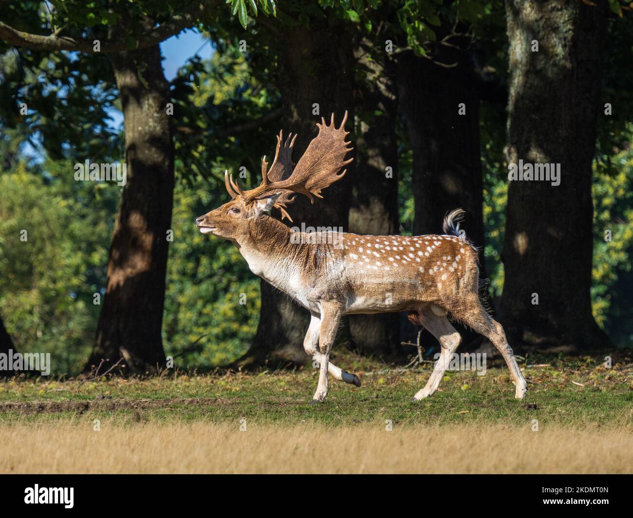 Fallow Deer Hind Stock Photo - Alamy