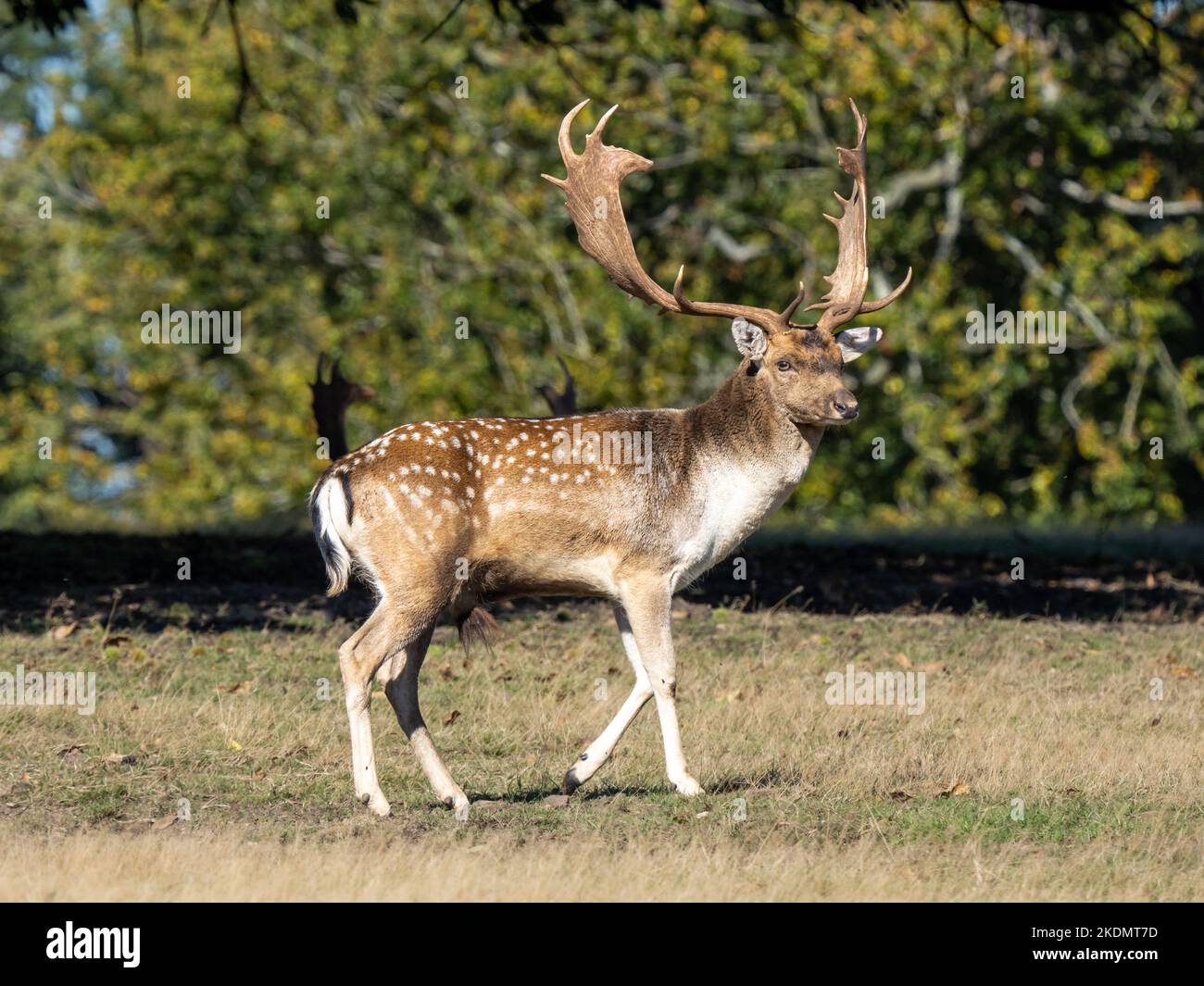 Fallow Deer Hind Stock Photo - Alamy