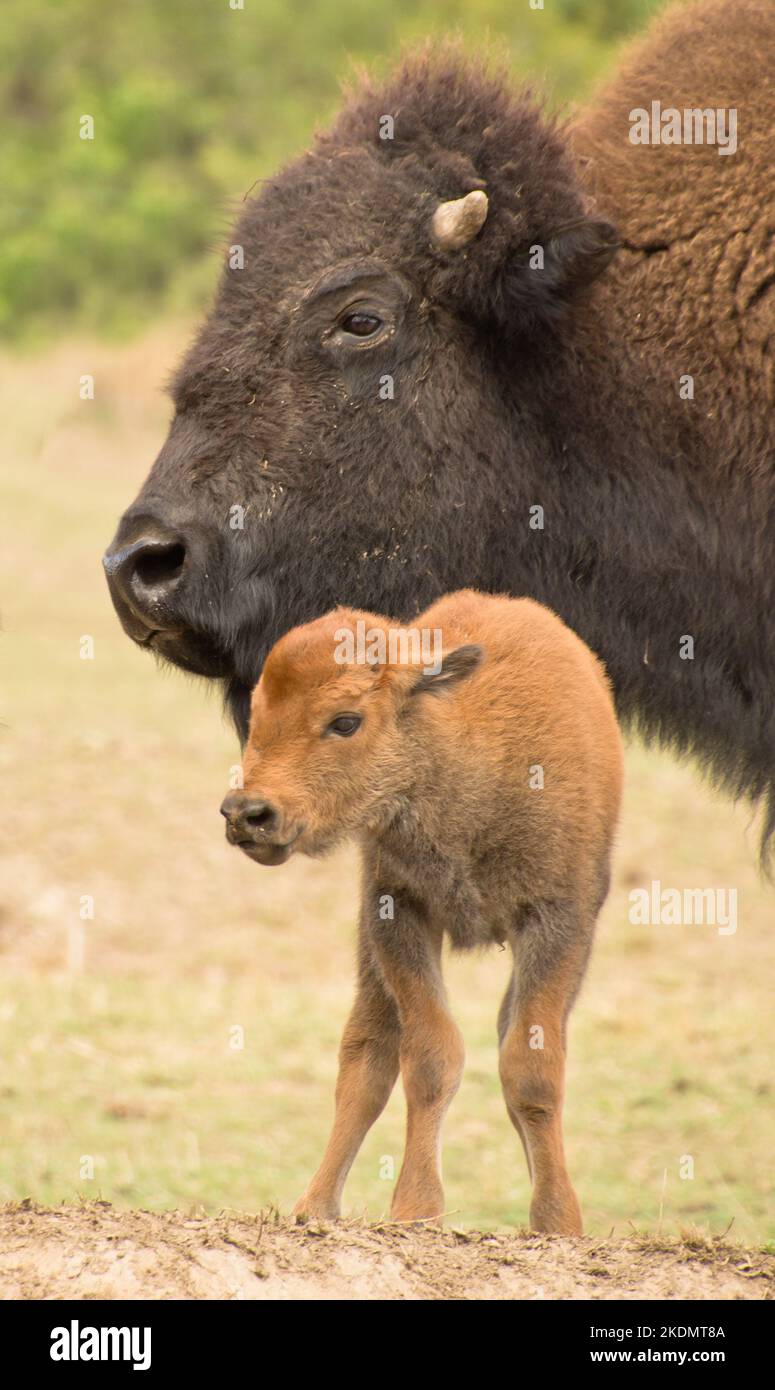 a cute newborn bison calf Stock Photo - Alamy