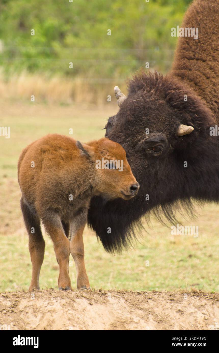Newborn bison calf hi-res stock photography and images - Alamy