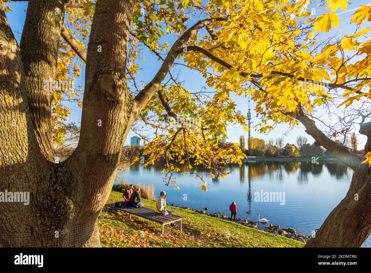 Wien, Vienna: oxbow lake Alte Donau (Old Danube), trees in autumn ...
