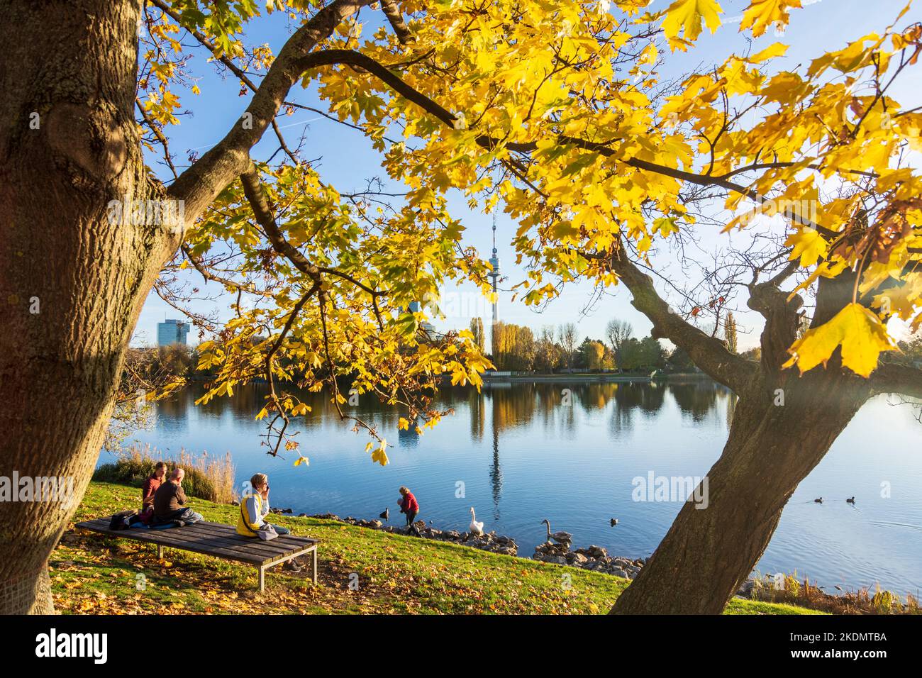 Wien, Vienna: oxbow lake Alte Donau (Old Danube), trees in autumn ...