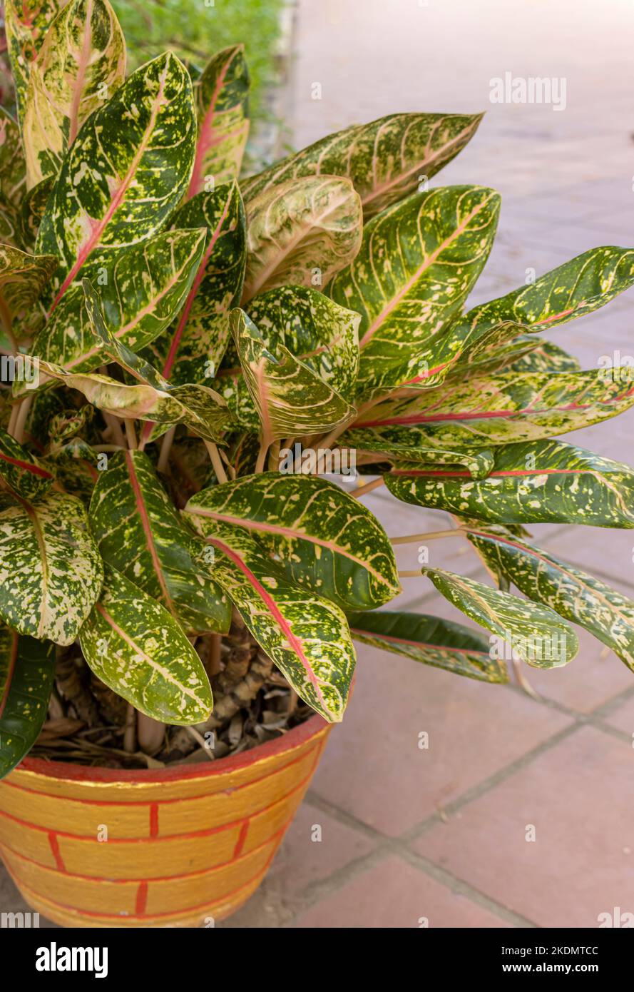 Chinese evergreen plant hi-res stock photography and images - Alamy