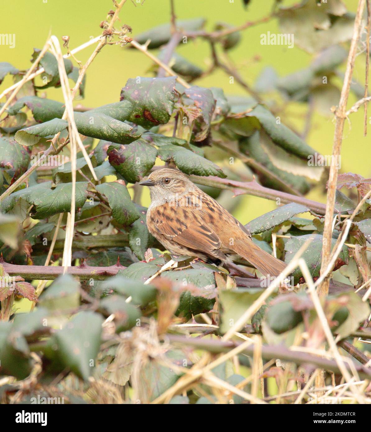 Bird flying into hedge uk hi-res stock photography and images - Alamy