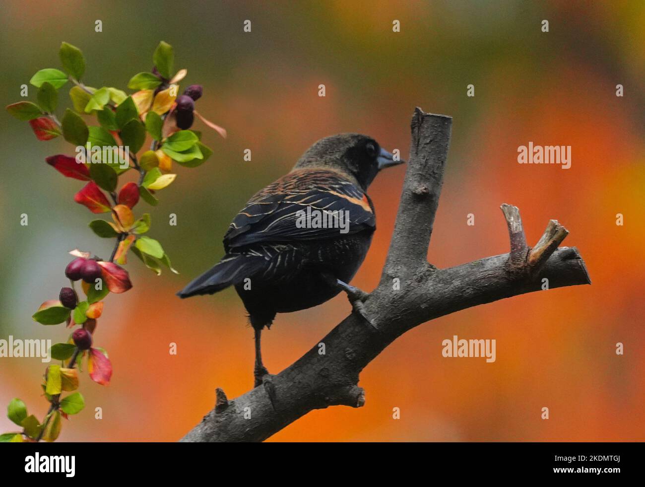 Black blackbird hi-res stock photography and images - Alamy
