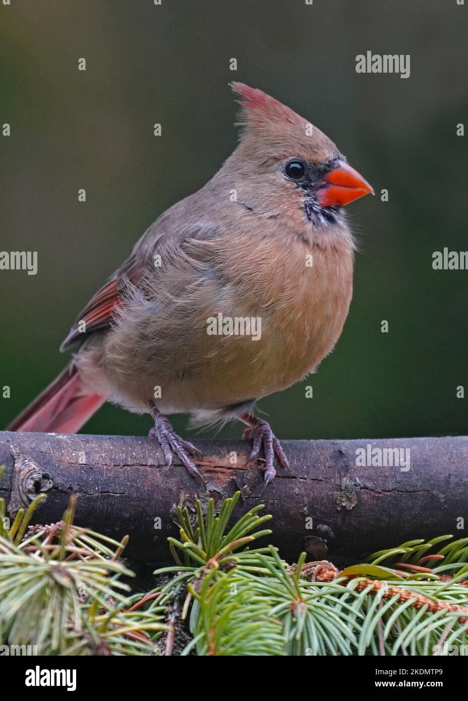 Northern Cardinal female in autumn in Michigan Stock Photo - Alamy